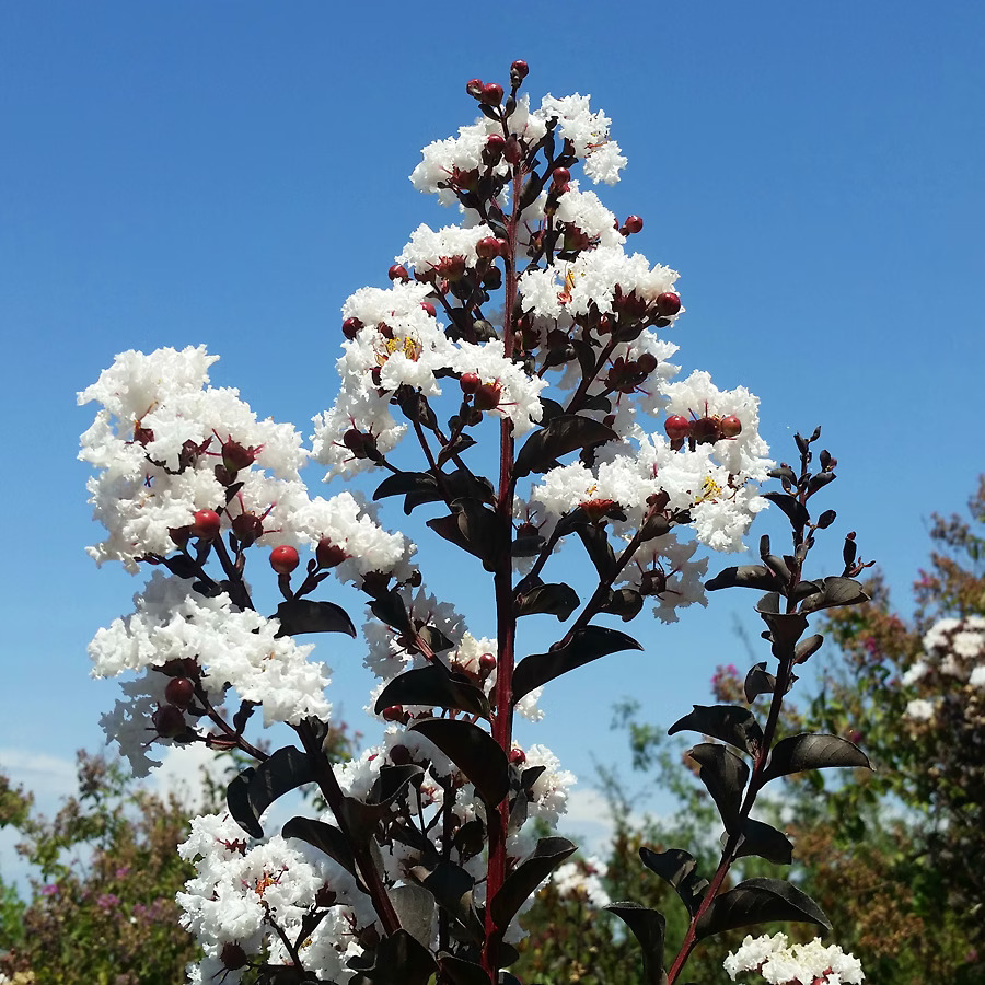 Pure White Black Diamond Crape Myrtles For Sale | The Tree Center
