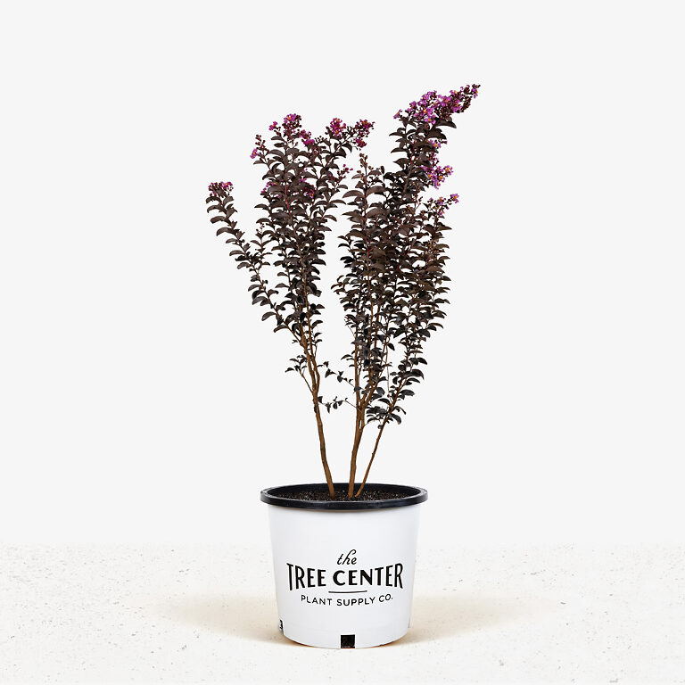 Purely Purple Black Diamond Crape Myrtles For Sale | The Tree Center