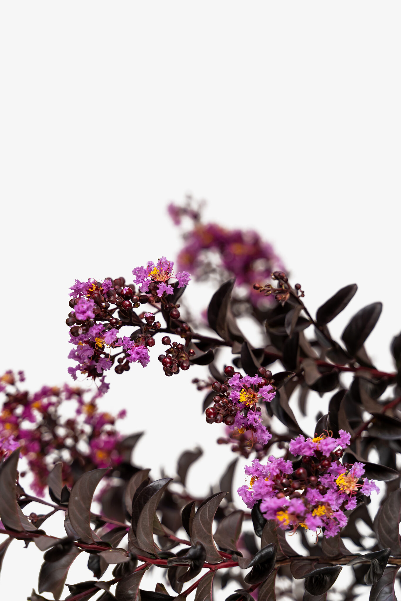 Purely Purple Black Diamond Crape Myrtles For Sale | The Tree Center