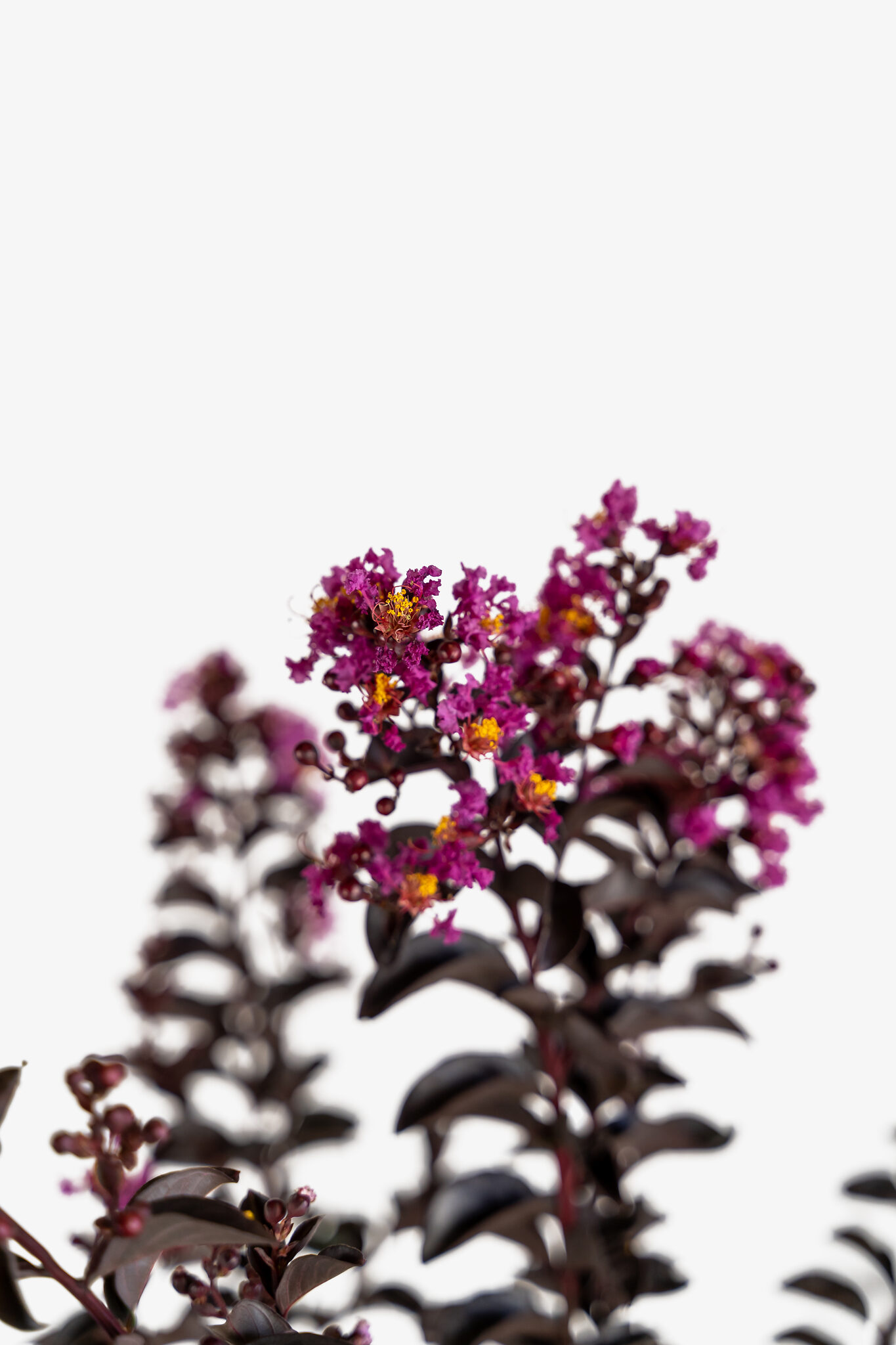 Purely Purple Black Diamond Crape Myrtles For Sale | The Tree Center
