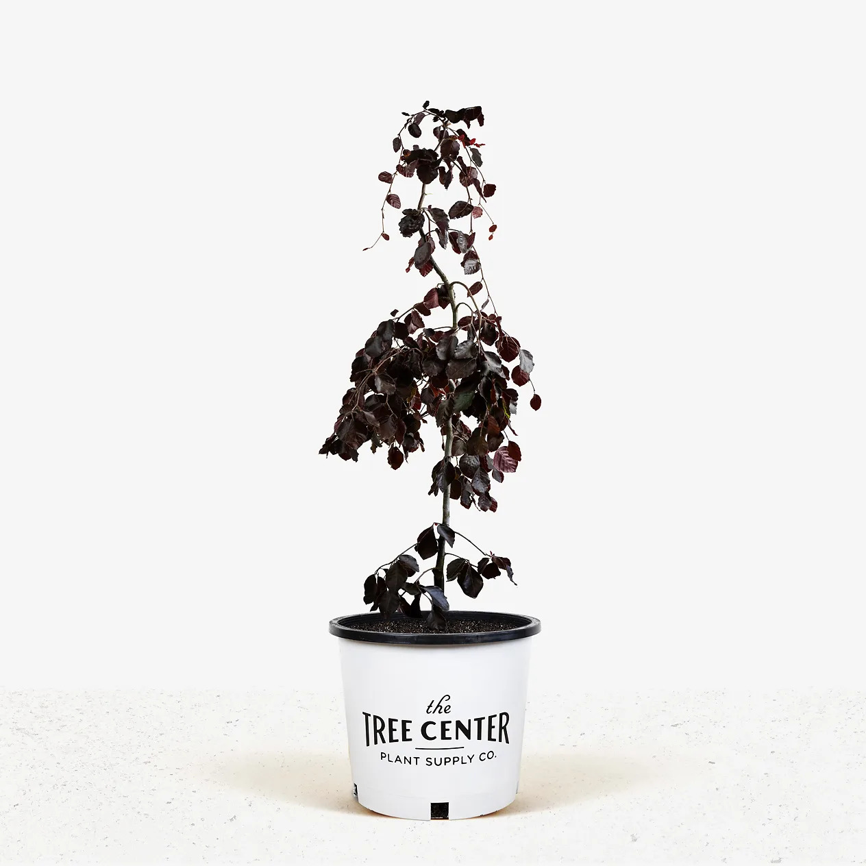 Purple Fountain Beech Trees For Sale | The Tree Center