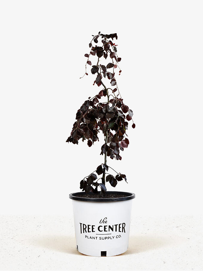 Tri-Color Beech Trees For Sale Online | The Tree Center