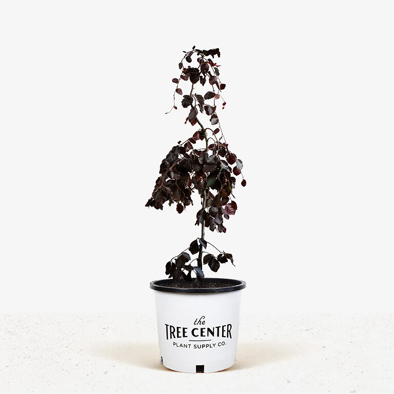 Purple Fountain Beech Trees For Sale | The Tree Center