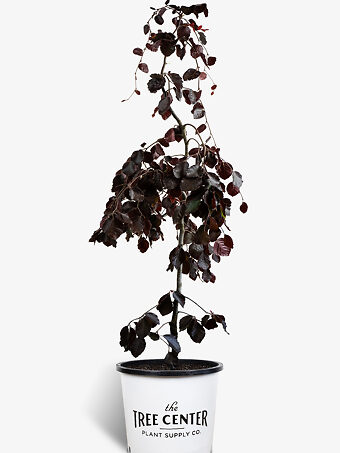 Columnar Purple Beech Trees For Sale Online | The Tree Center