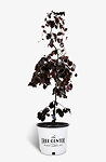 Purple Fountain Beech Trees For Sale | The Tree Center