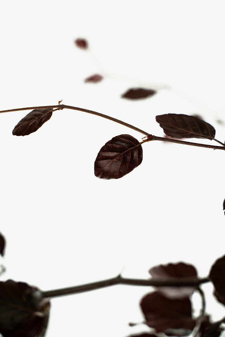 Purple Fountain Beech Trees For Sale | The Tree Center