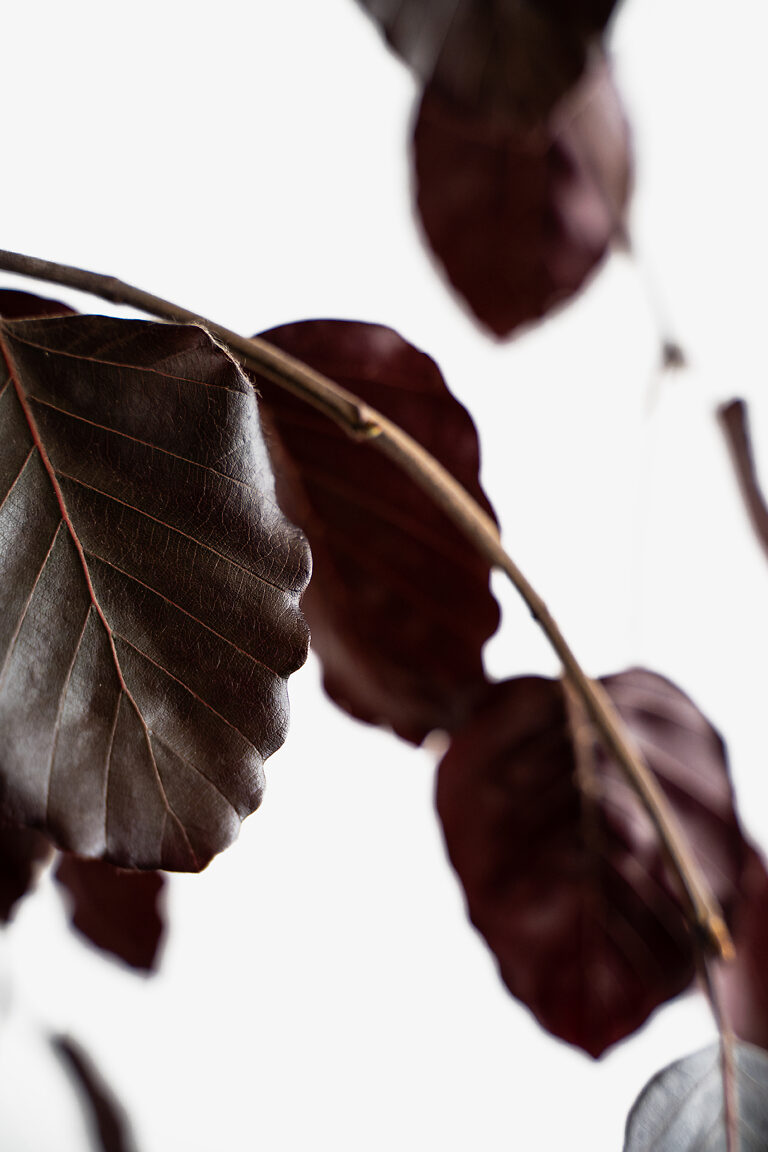 Purple Fountain Beech Trees For Sale | The Tree Center