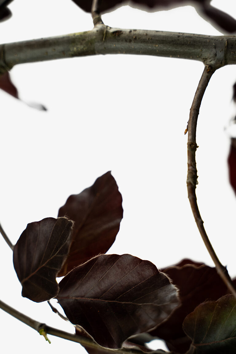 Purple Fountain Beech Trees For Sale | The Tree Center