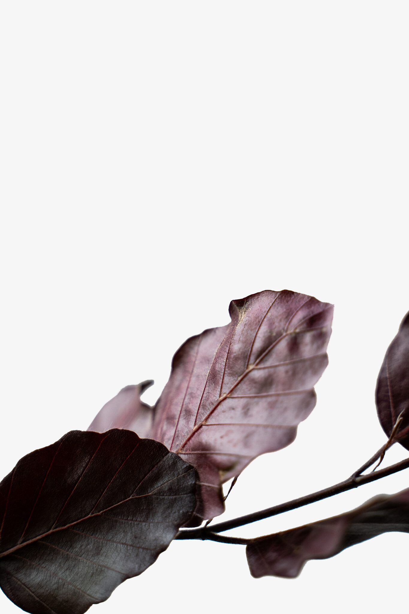 Purple Fountain Beech Trees For Sale | The Tree Center