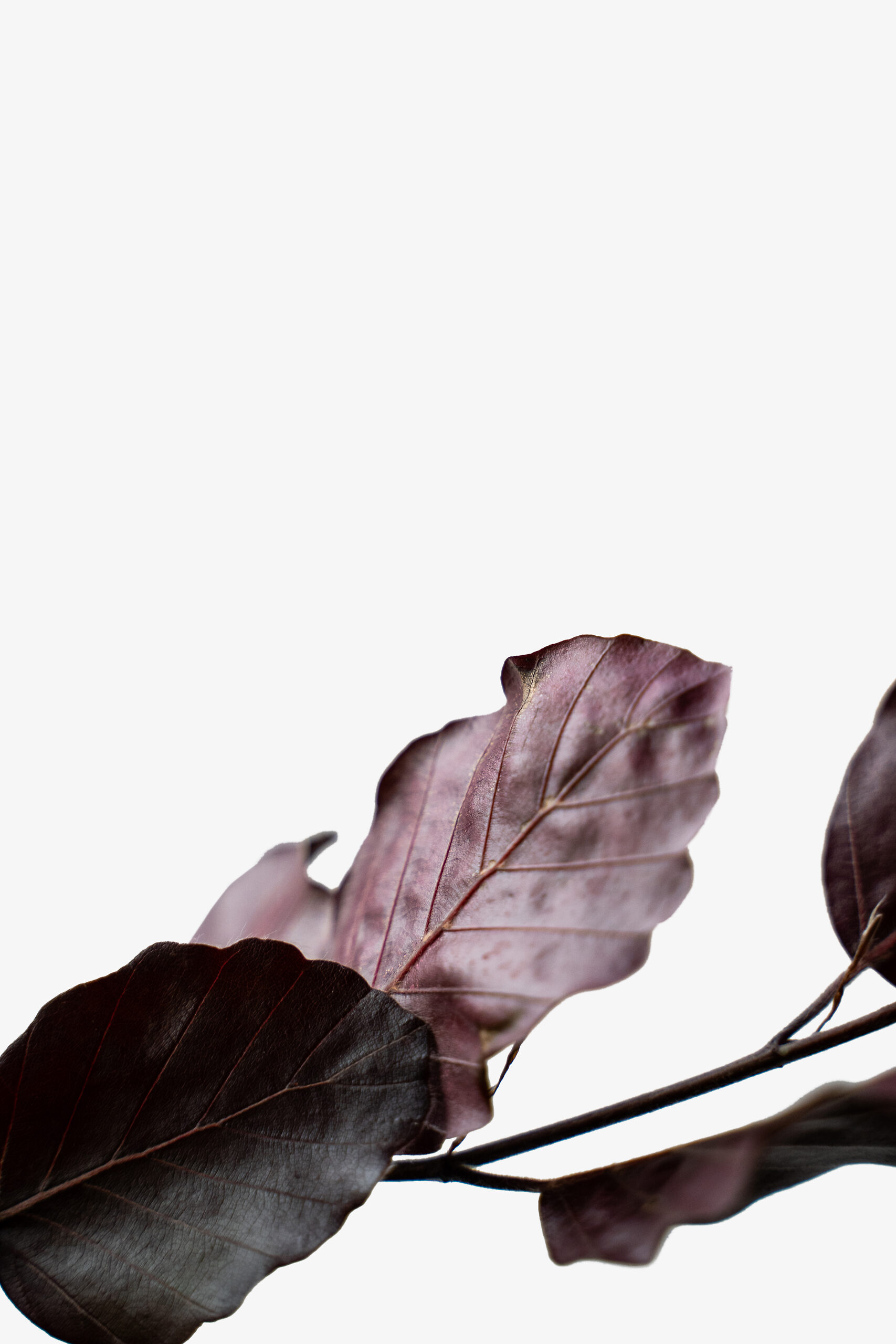 Purple Fountain Beech Trees For Sale | The Tree Center