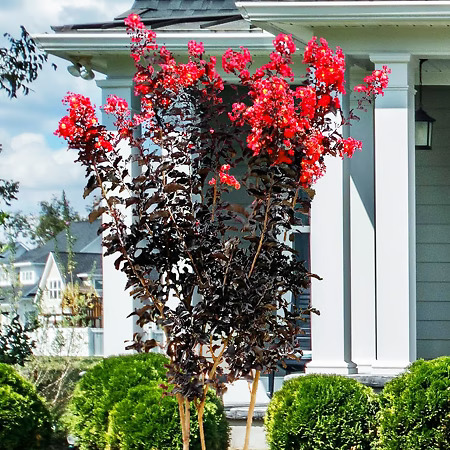 Red Hot Black Diamond Crape Myrtles For Sale | The Tree Center