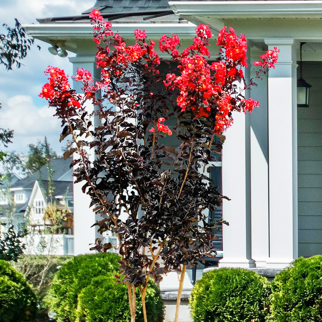 Red Hot Black Diamond Crape Myrtles For Sale | The Tree Center
