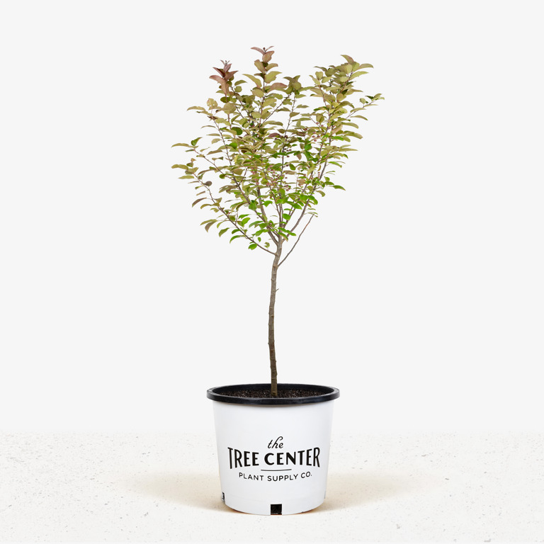 Buy Robinson Crab Apple Trees Online | The Tree Center
