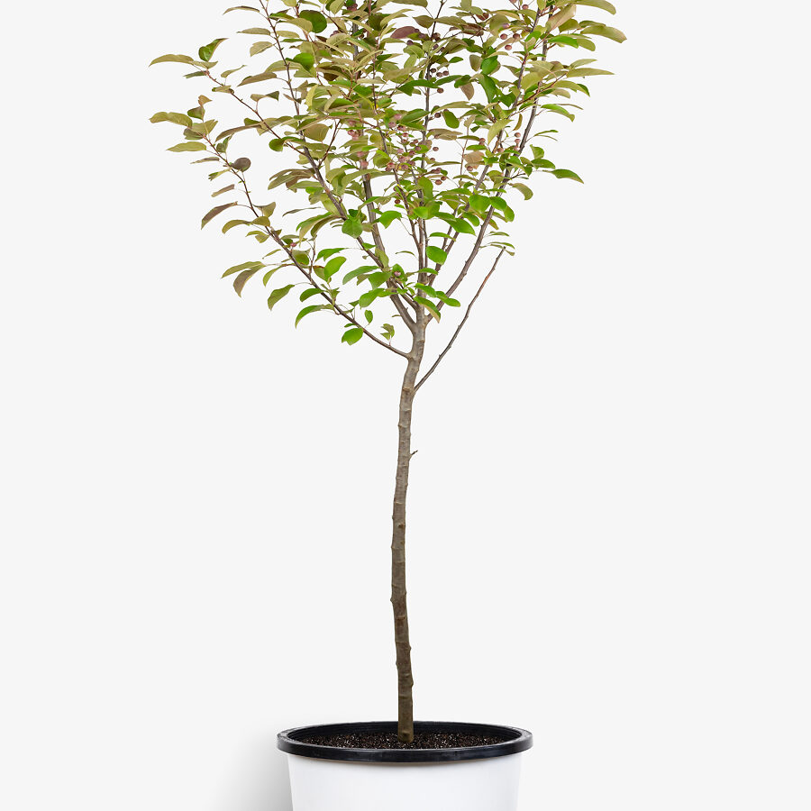 Buy Robinson Crab Apple Trees Online | The Tree Center