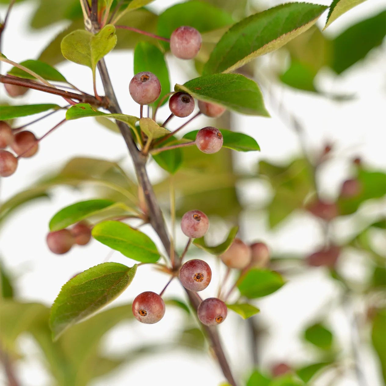 Buy Robinson Crab Apple Trees Online | The Tree Center