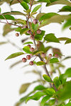 Buy Robinson Crab Apple Trees Online | The Tree Center