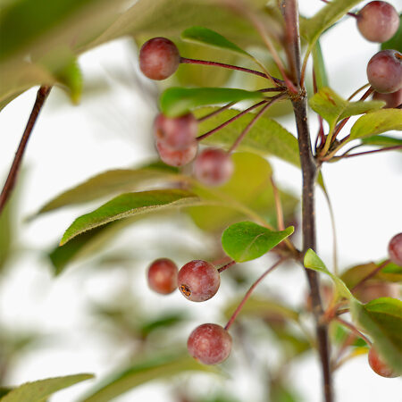 Buy Robinson Crab Apple Trees Online | The Tree Center