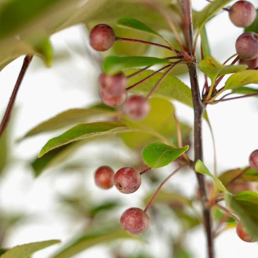 Buy Robinson Crab Apple Trees Online | The Tree Center
