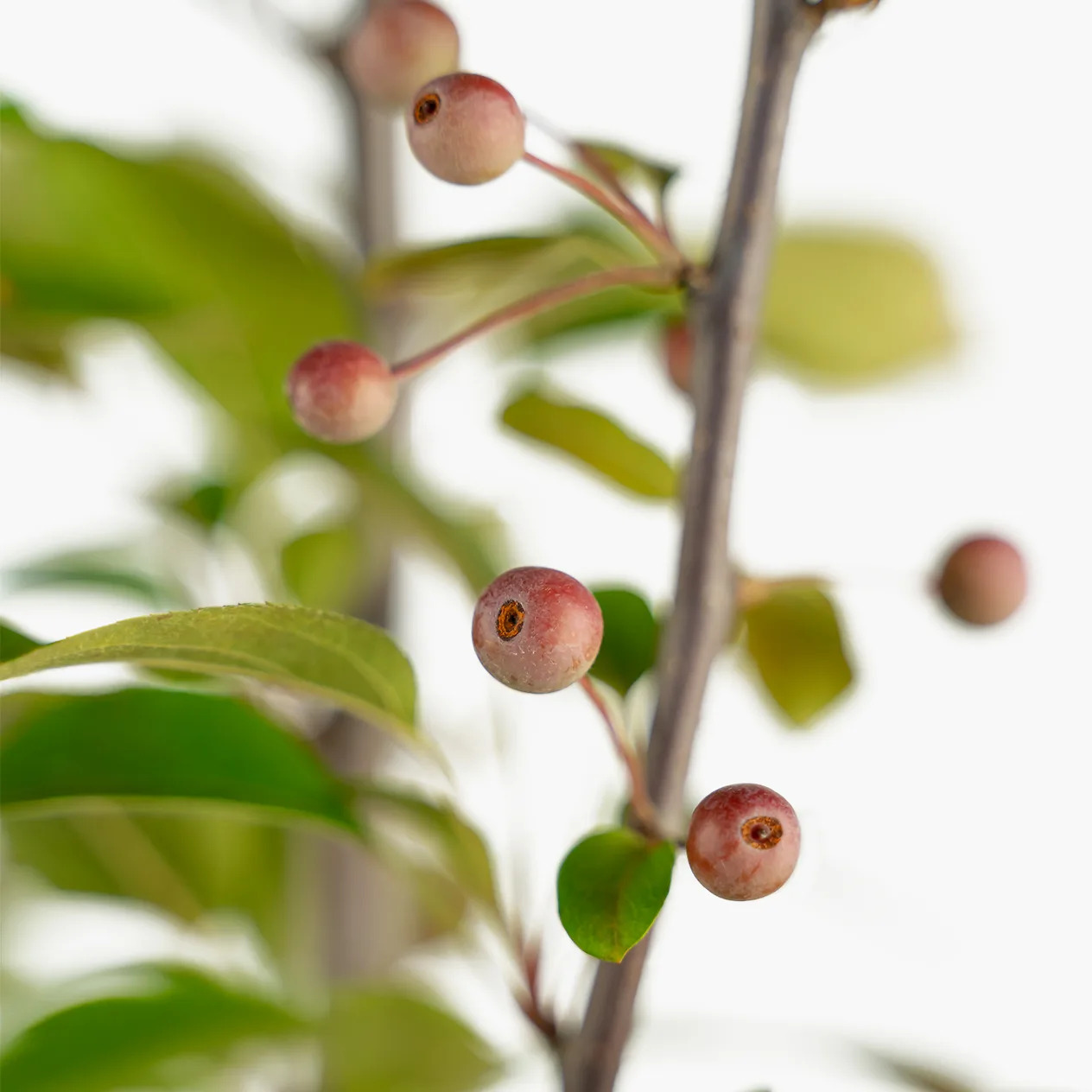 Buy Robinson Crab Apple Trees Online | The Tree Center