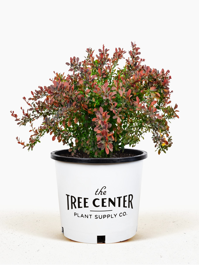 Barberry Bush Shrubs For Sale Online | The Tree Center