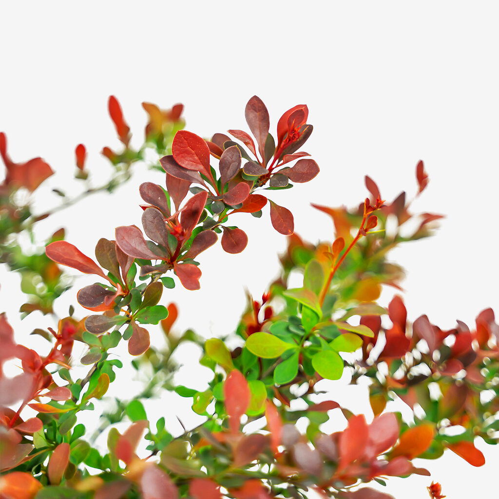 Royal Burgundy Barberry Shrubs For Sale | The Tree Center