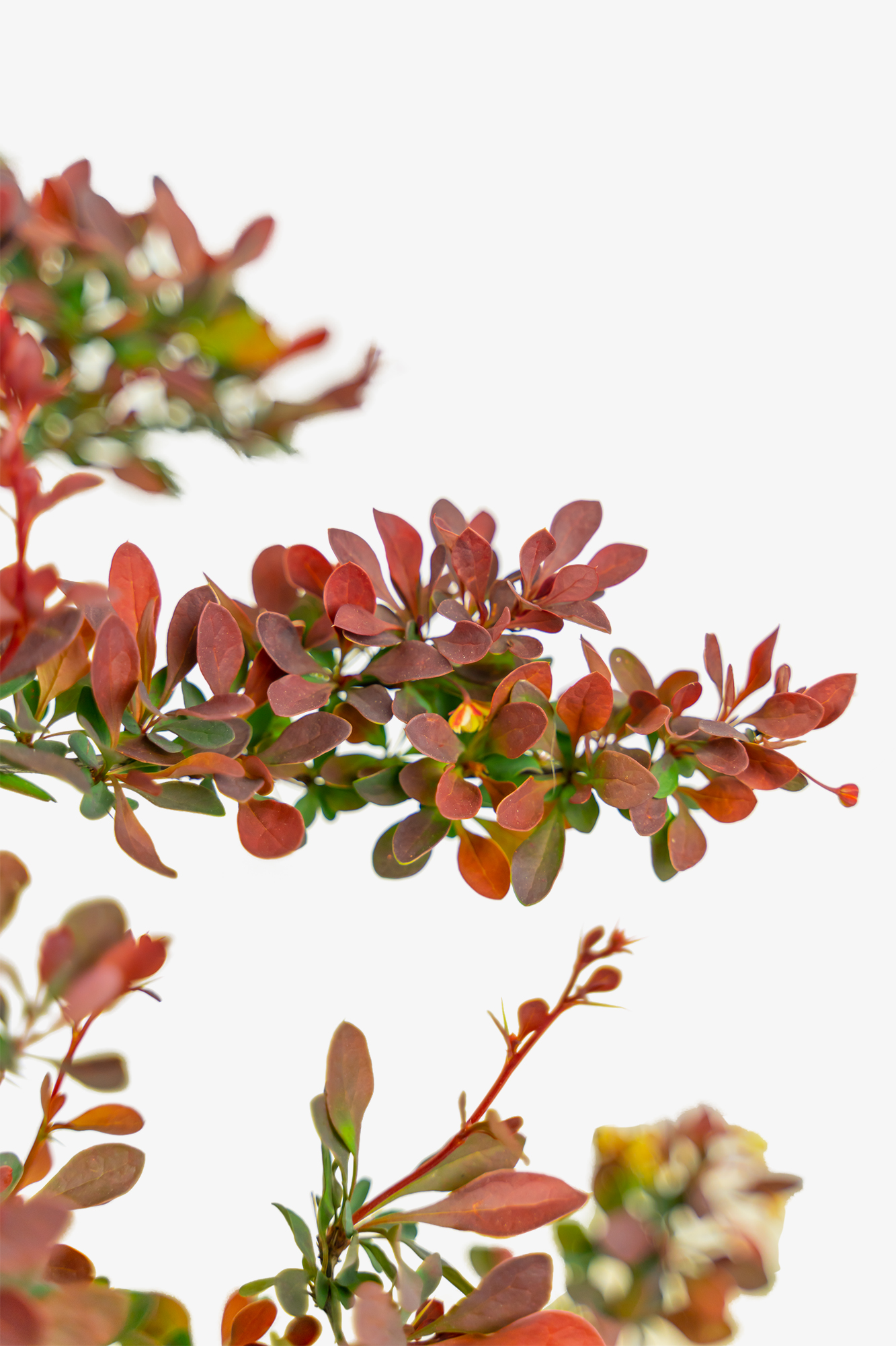 Royal Burgundy Barberry Shrubs For Sale | The Tree Center