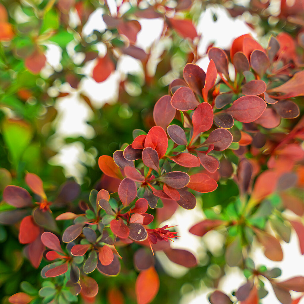 Royal Burgundy Barberry Shrubs For Sale | The Tree Center