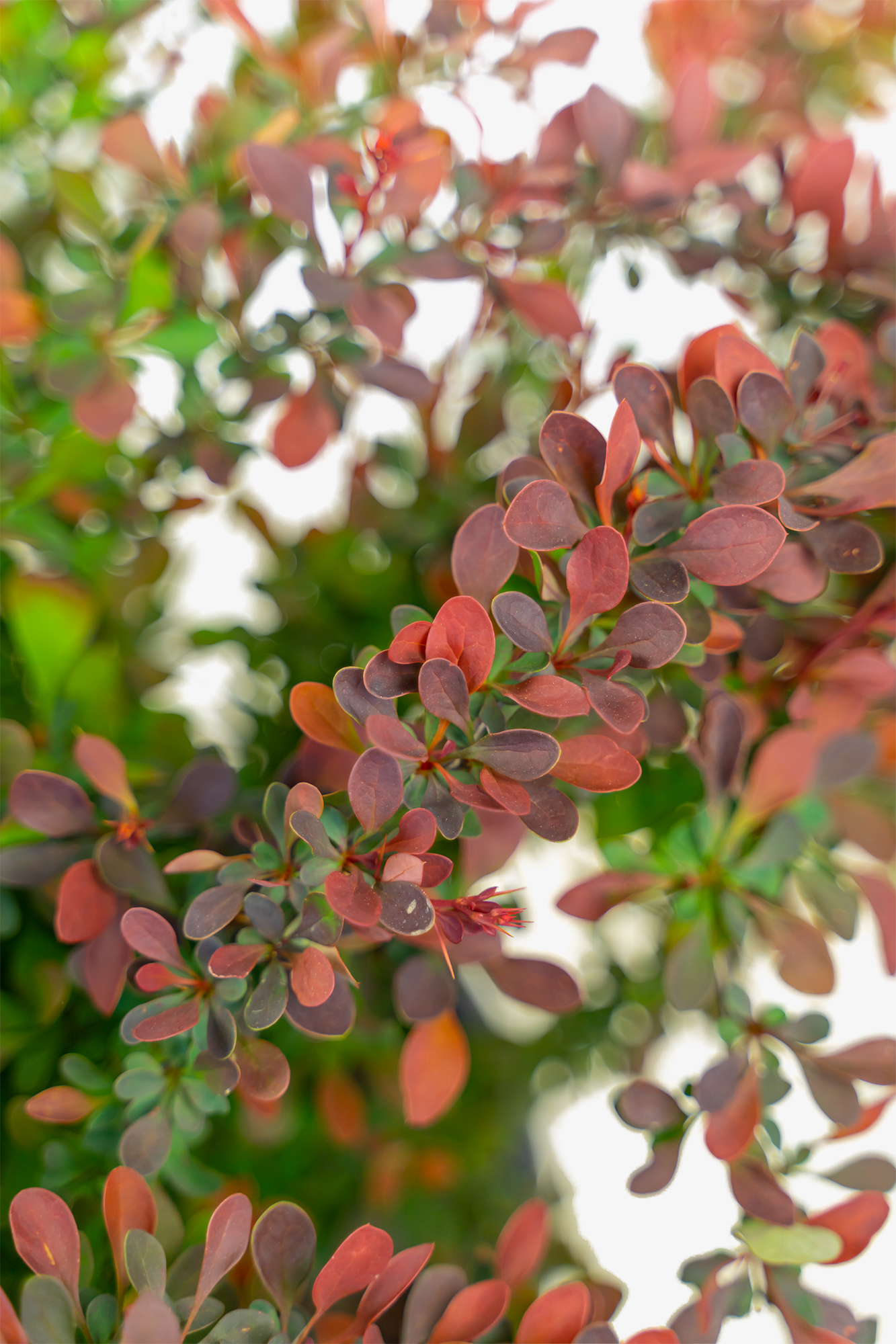 Royal Burgundy Barberry Shrubs For Sale | The Tree Center