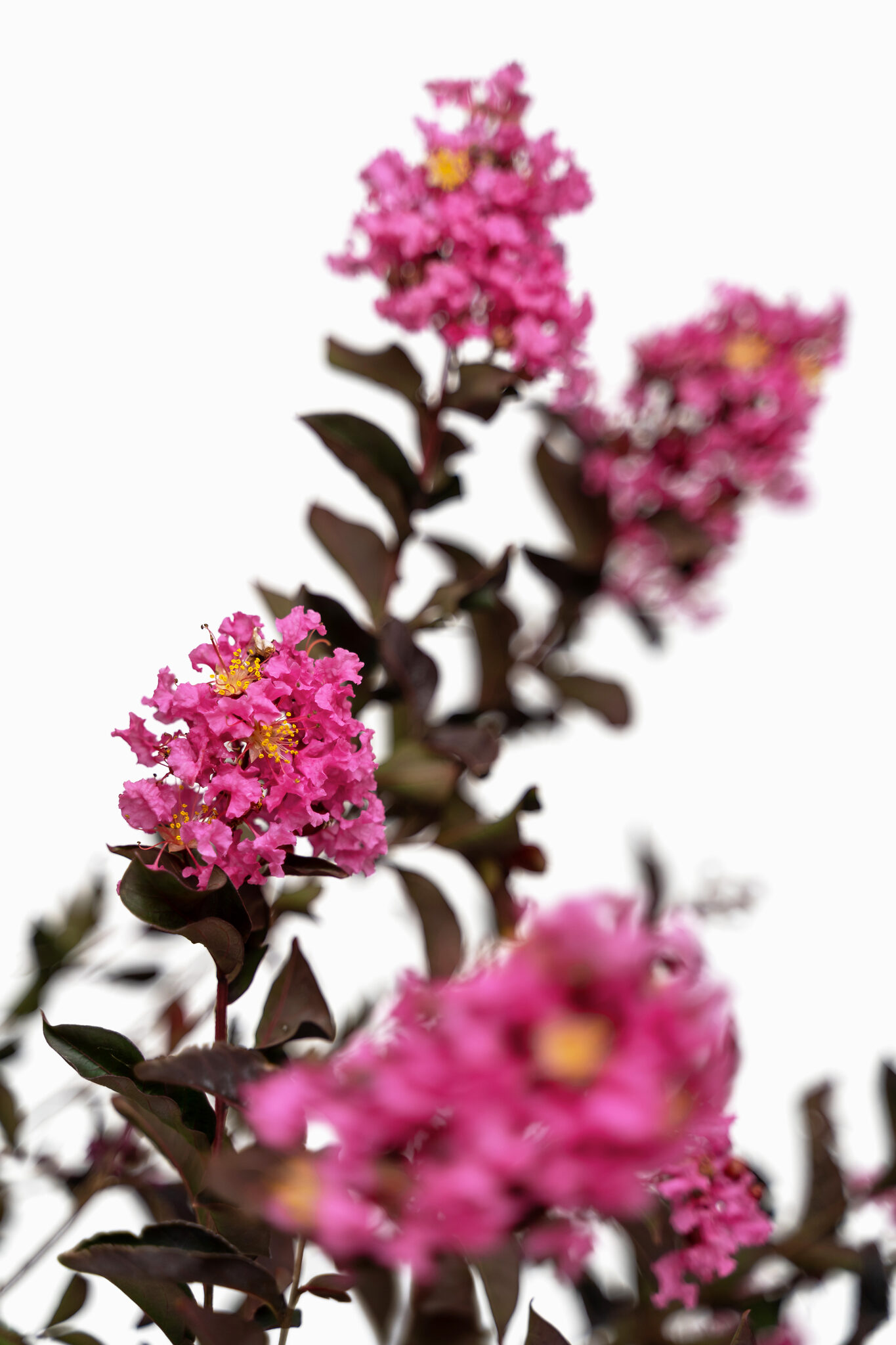 Shell Pink Black Diamond Crape Myrtles For Sale | The Tree Center