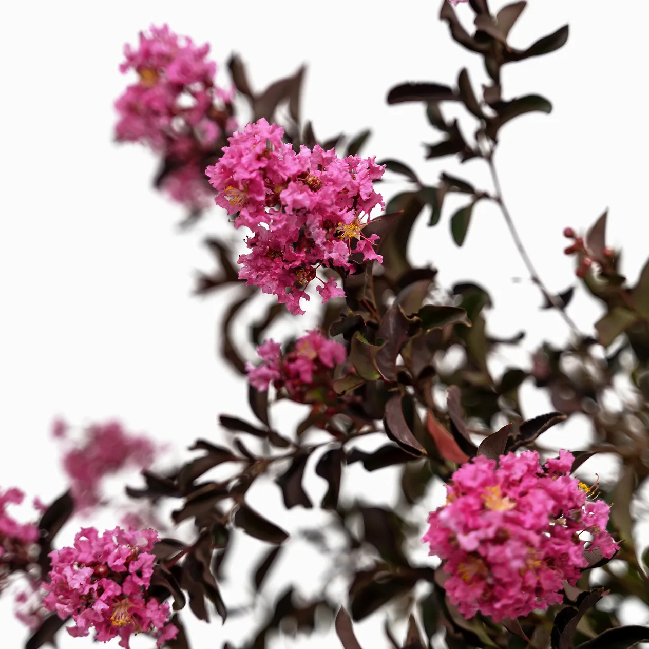 Shell Pink Black Diamond Crape Myrtles For Sale | The Tree Center