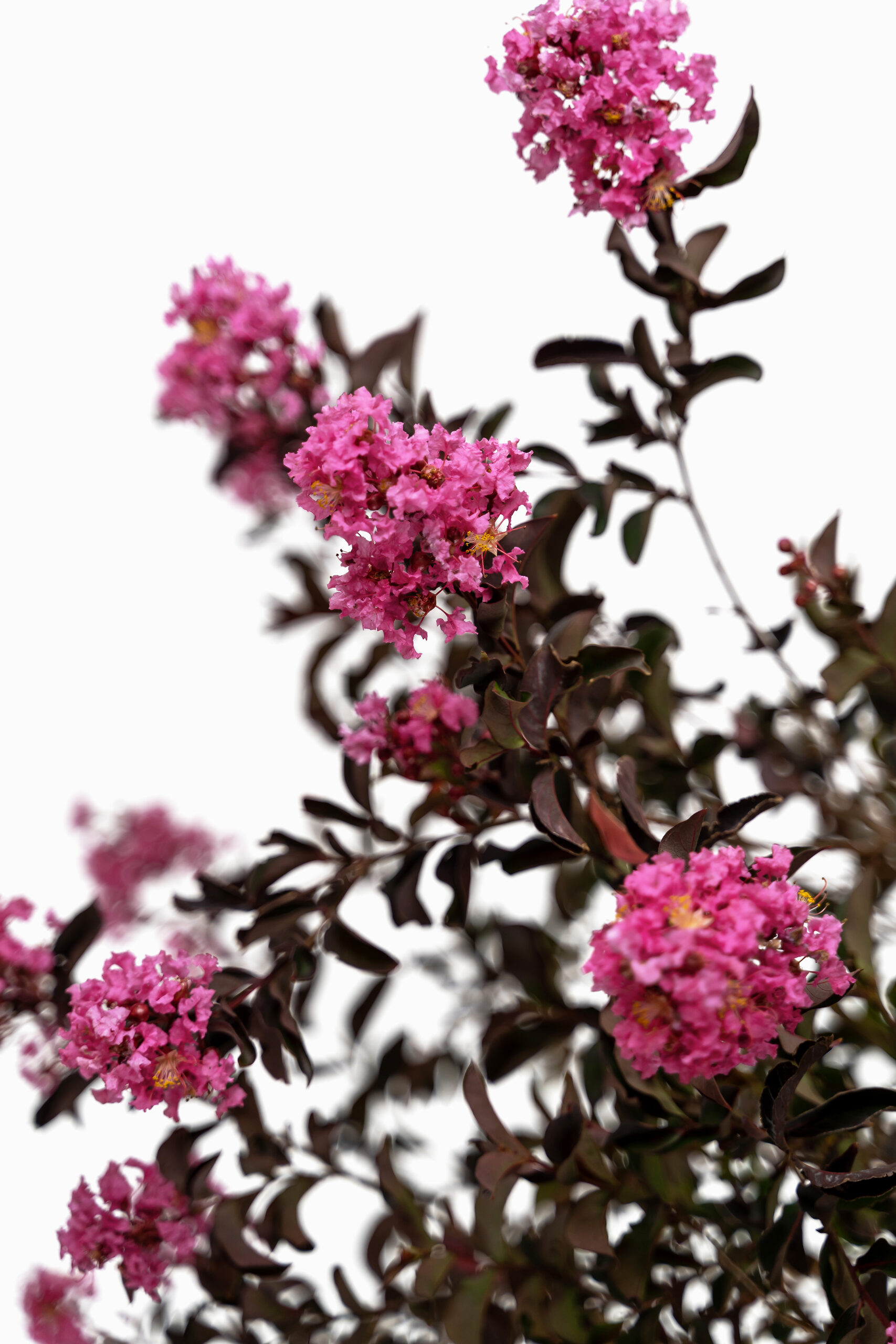 Shell Pink Black Diamond Crape Myrtles For Sale | The Tree Center