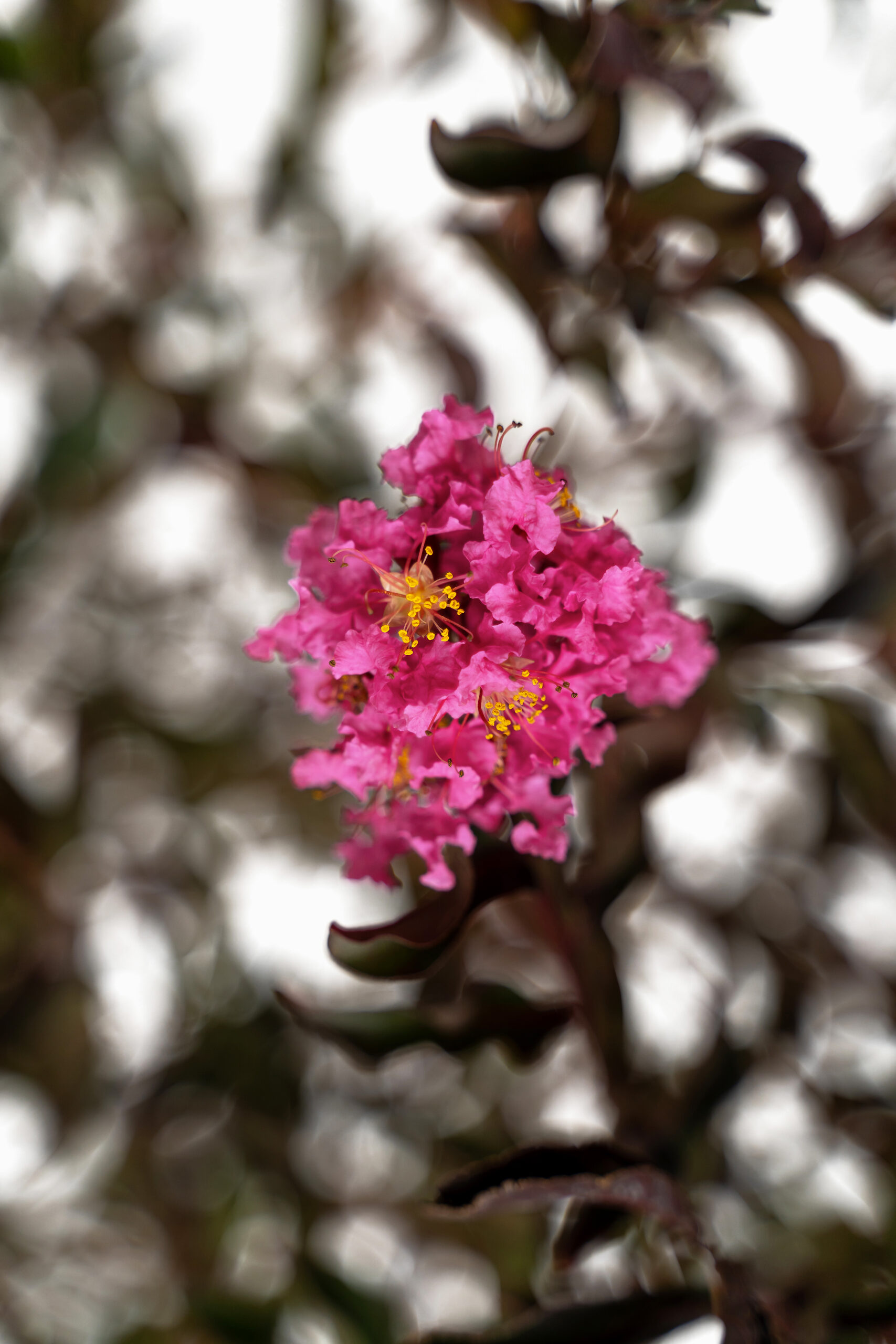 Shell Pink Black Diamond Crape Myrtles For Sale | The Tree Center