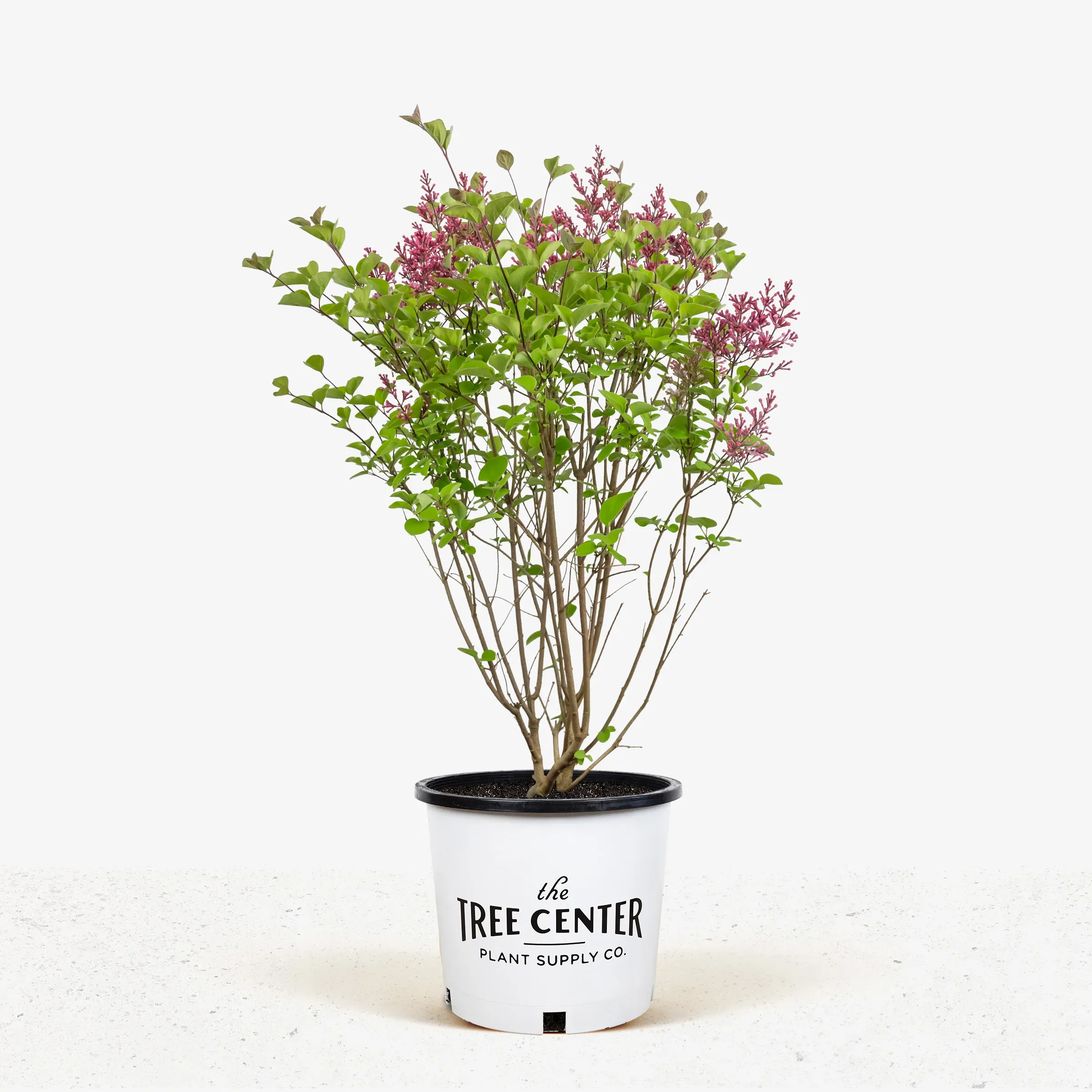 Tinkerbelle Lilac Bushes For Sale | The Tree Center