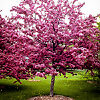 Buy Robinson Crab Apple Trees Online | The Tree Center