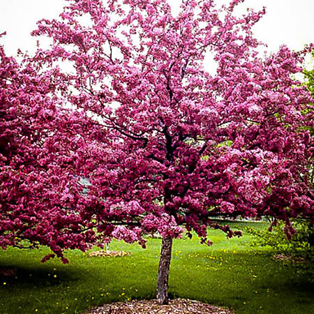 Buy Robinson Crab Apple Trees Online | The Tree Center