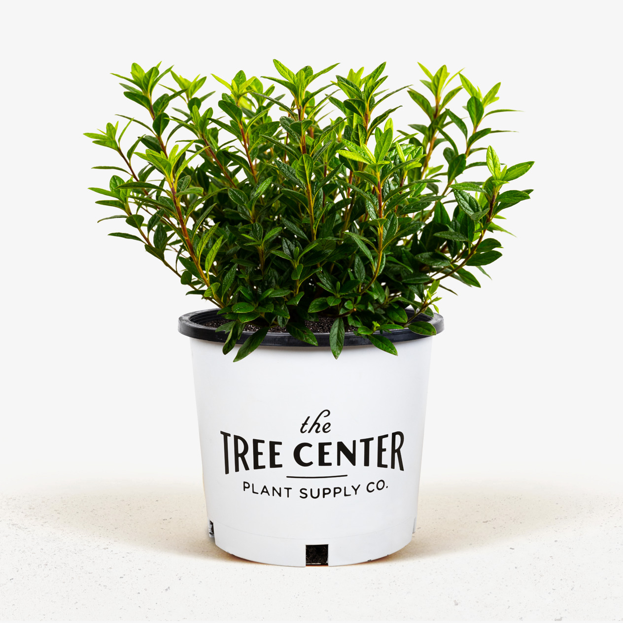 Autumn Amethyst Encore Azaleas For Sale | The Tree Center