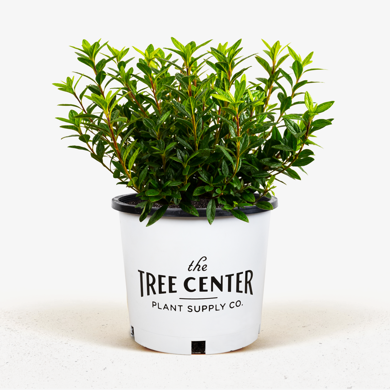 Autumn Amethyst Encore Azaleas For Sale | The Tree Center