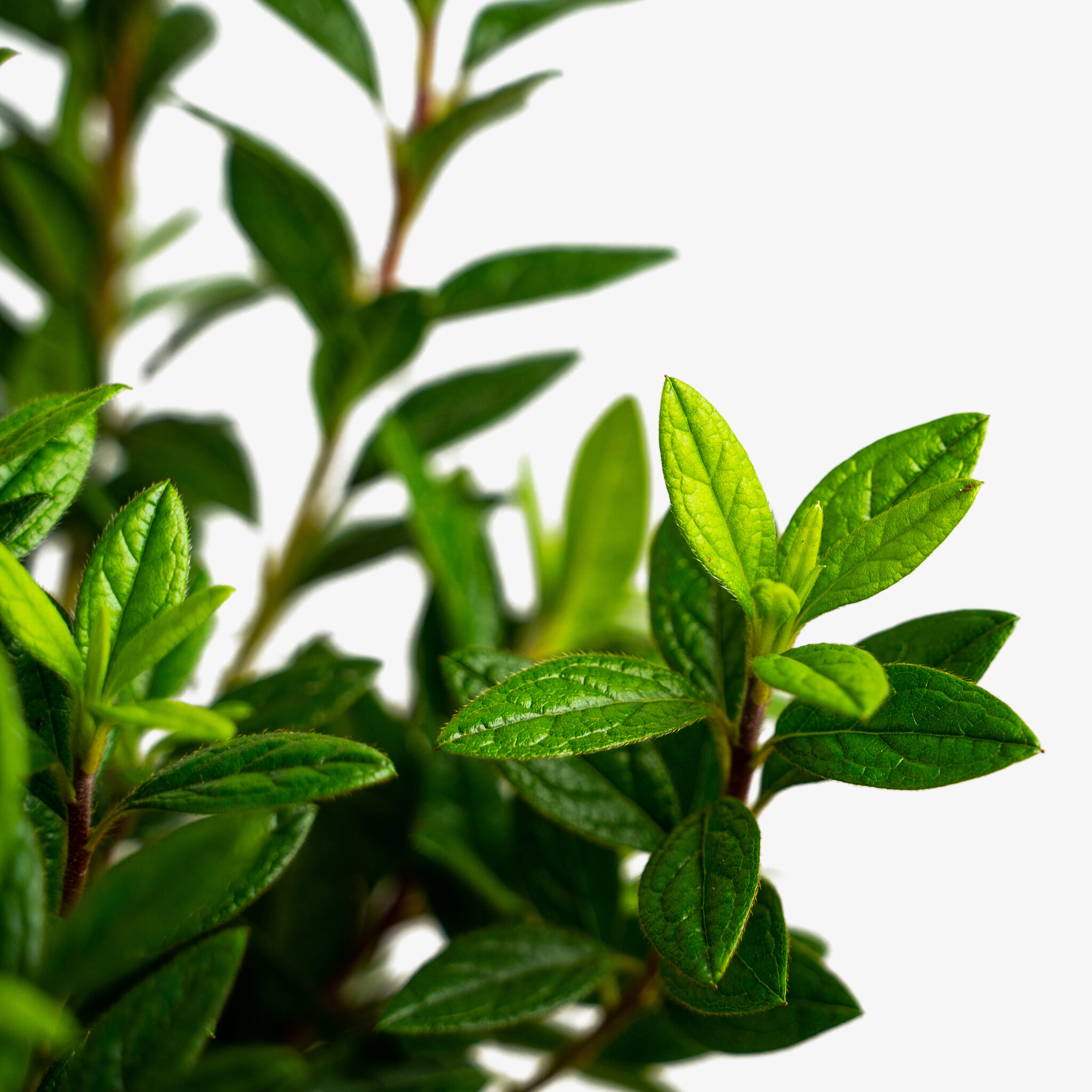 Autumn Amethyst Encore Azaleas For Sale | The Tree Center