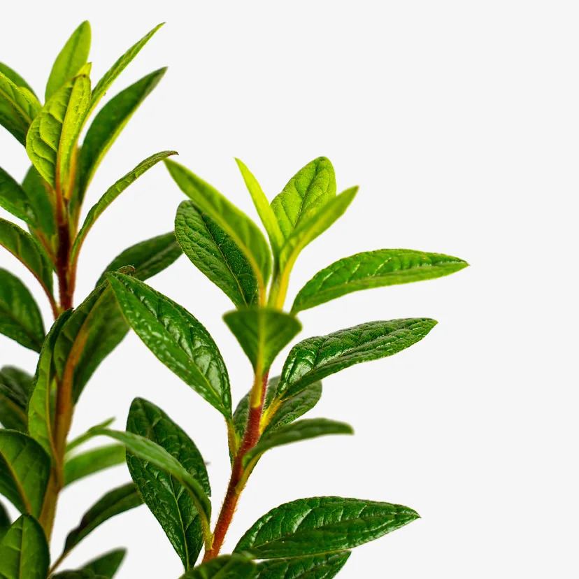 Autumn Amethyst Encore Azaleas For Sale | The Tree Center