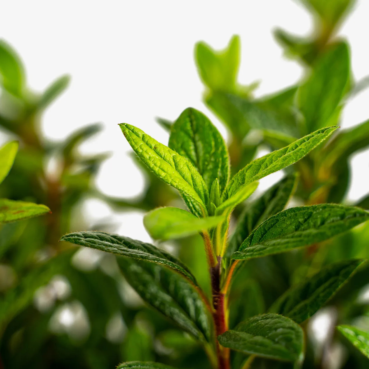 Autumn Amethyst Encore Azaleas For Sale | The Tree Center