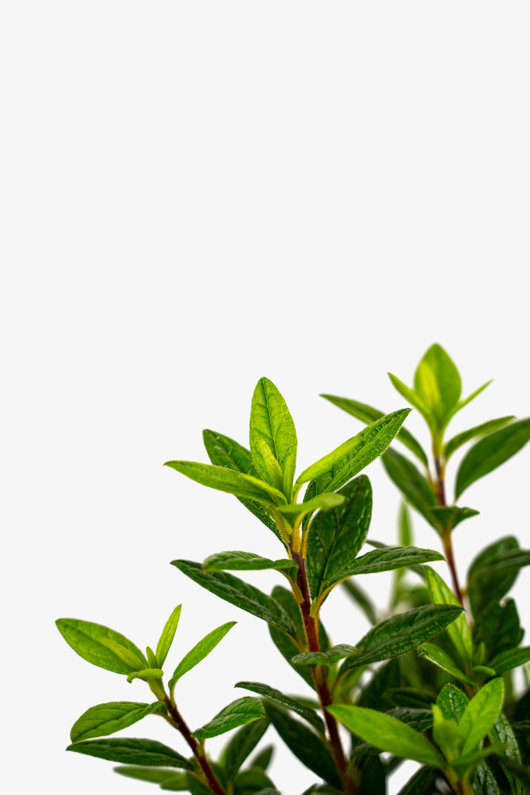 Autumn Amethyst Encore Azaleas For Sale | The Tree Center