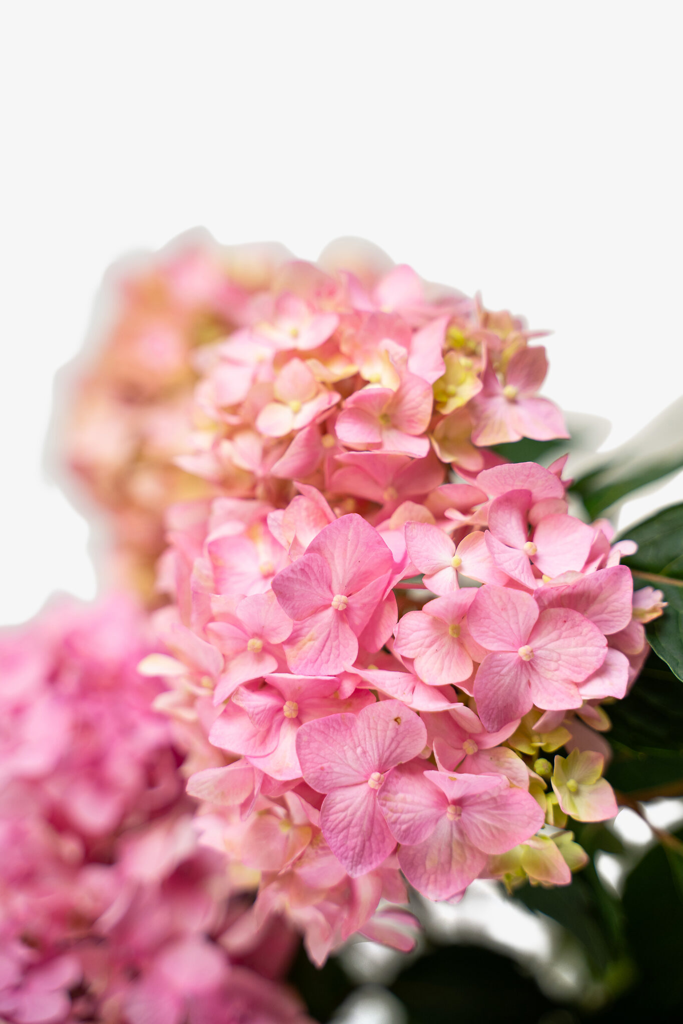 Bloomstruck Hydrangeas For Sale Online | The Tree Center