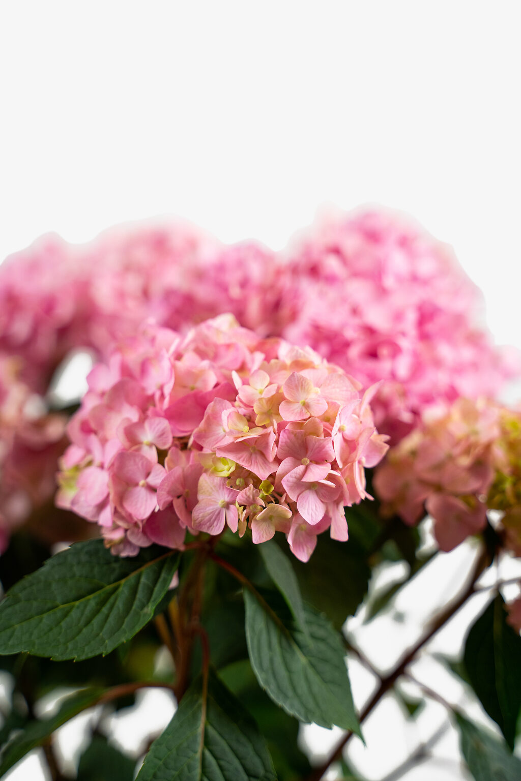 Bloomstruck Hydrangeas For Sale Online | The Tree Center