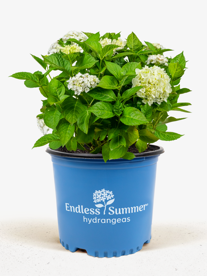 Hydrangeas For Sale Online | The Tree Center