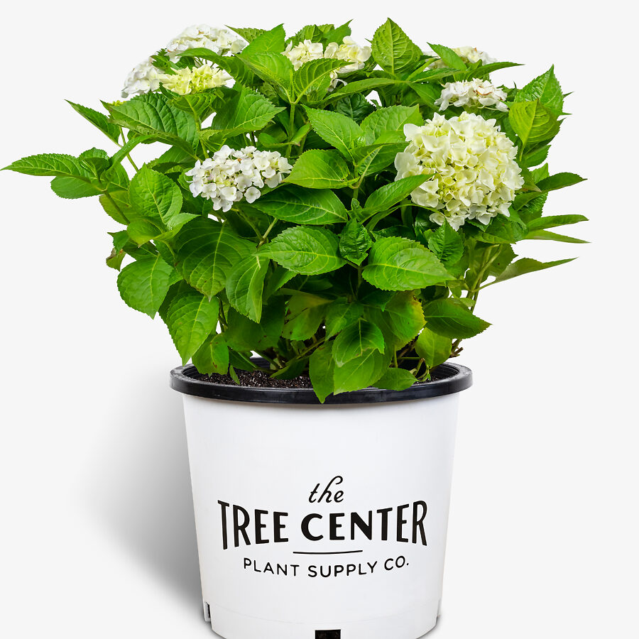 Blushing Bride Hydrangeas For Sale | The Tree Center