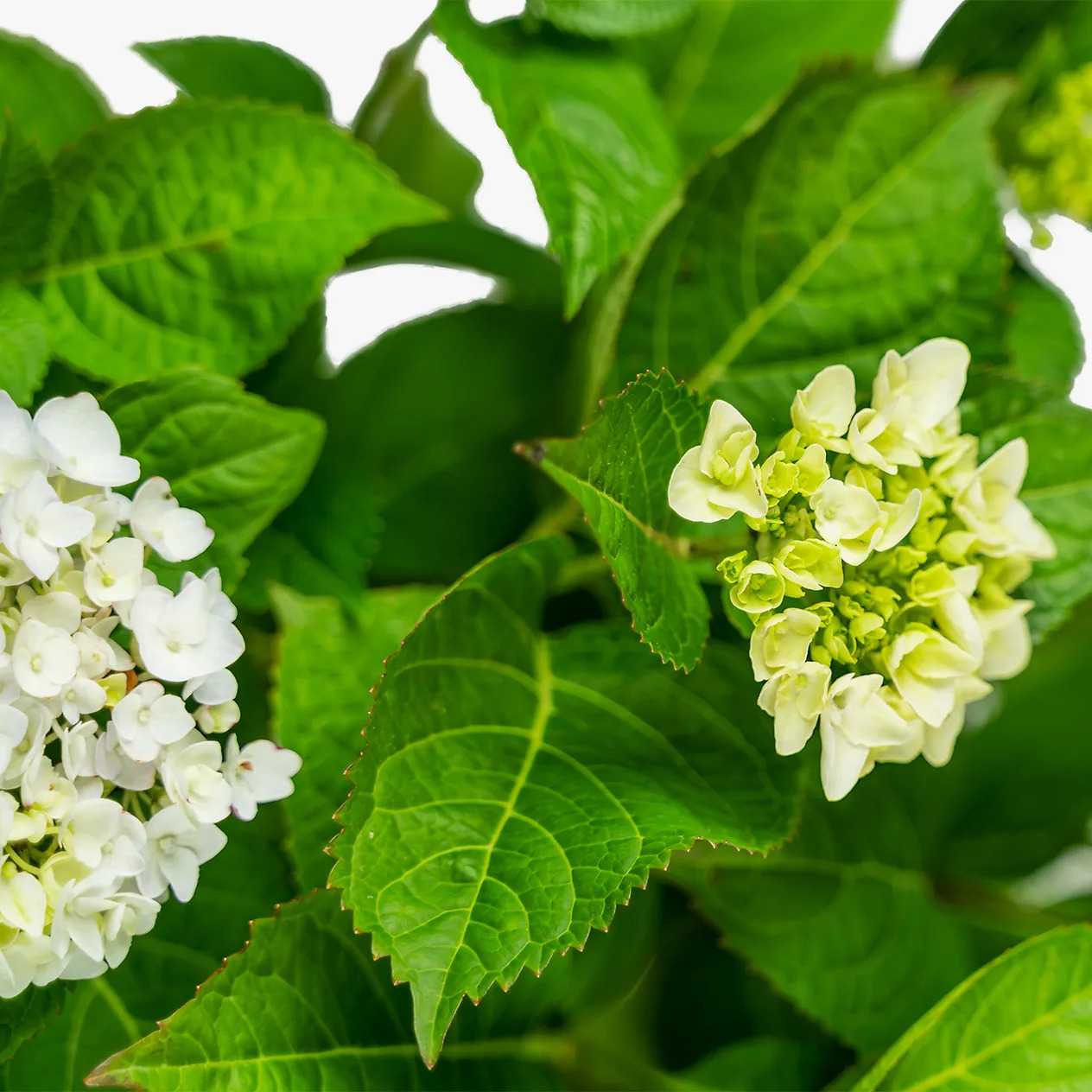 Blushing Bride Hydrangeas For Sale | The Tree Center