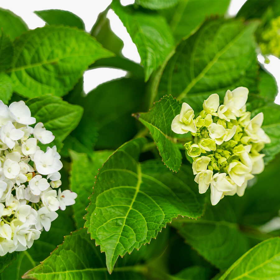 Blushing Bride Hydrangeas For Sale | The Tree Center