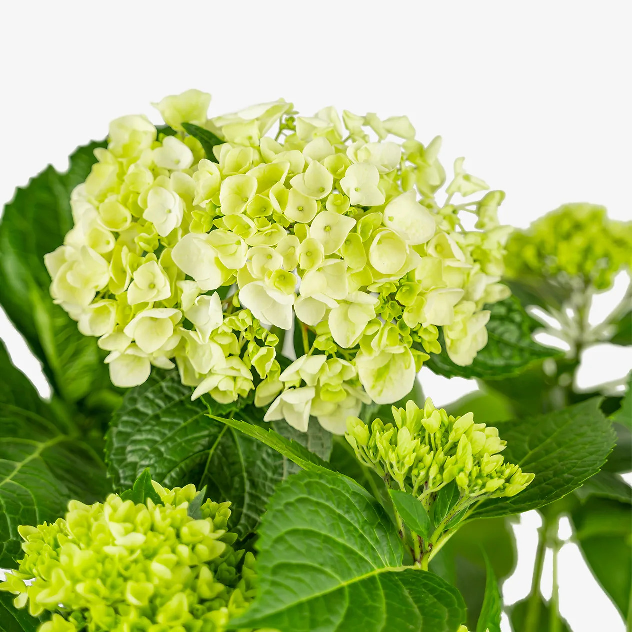 Blushing Bride Hydrangeas For Sale | The Tree Center