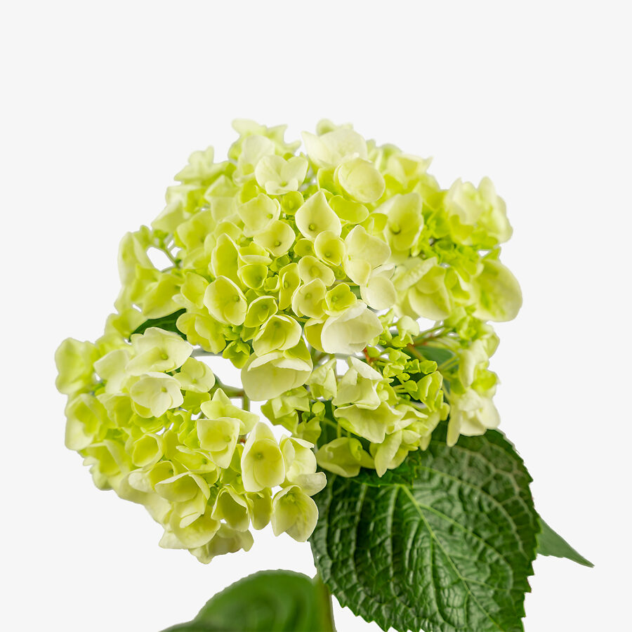 Blushing Bride Hydrangeas For Sale | The Tree Center
