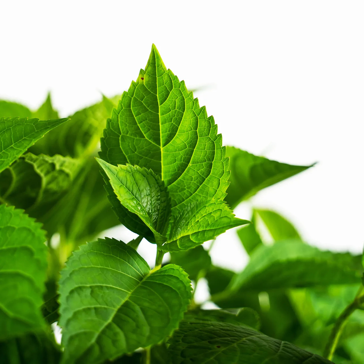 Blushing Bride Hydrangeas For Sale | The Tree Center